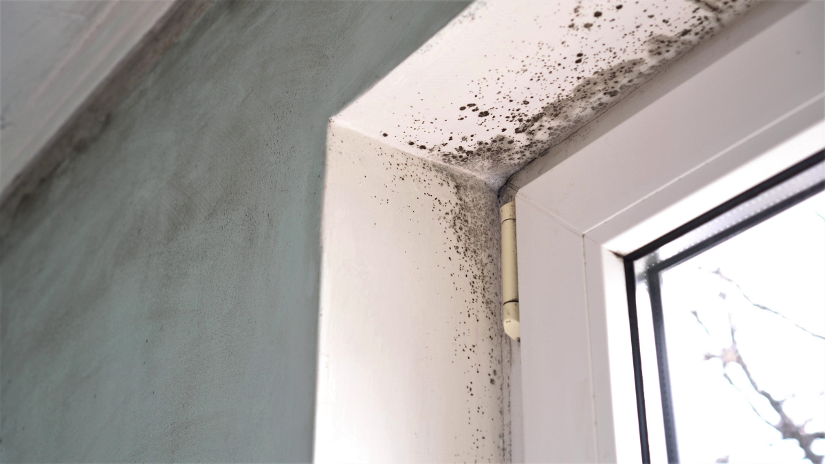 Can External Render Cause Damp & Rot Problems? | Peter Cox